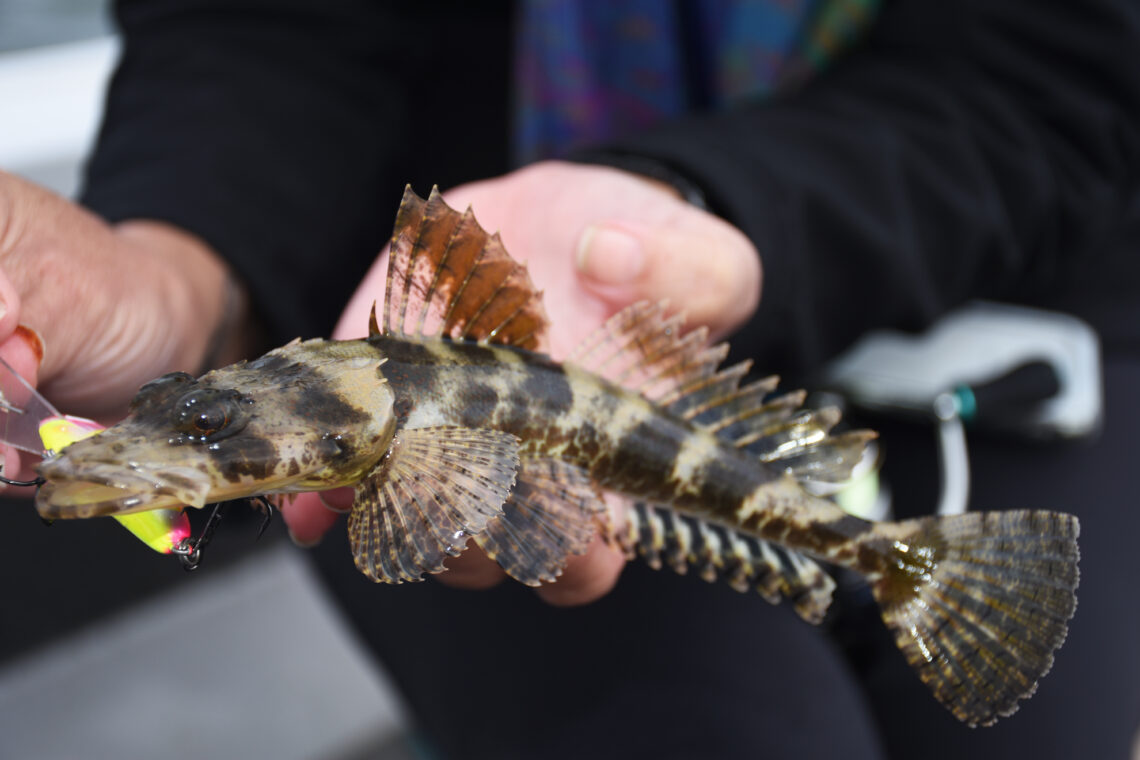 Flathead facts - Fishing World Australia