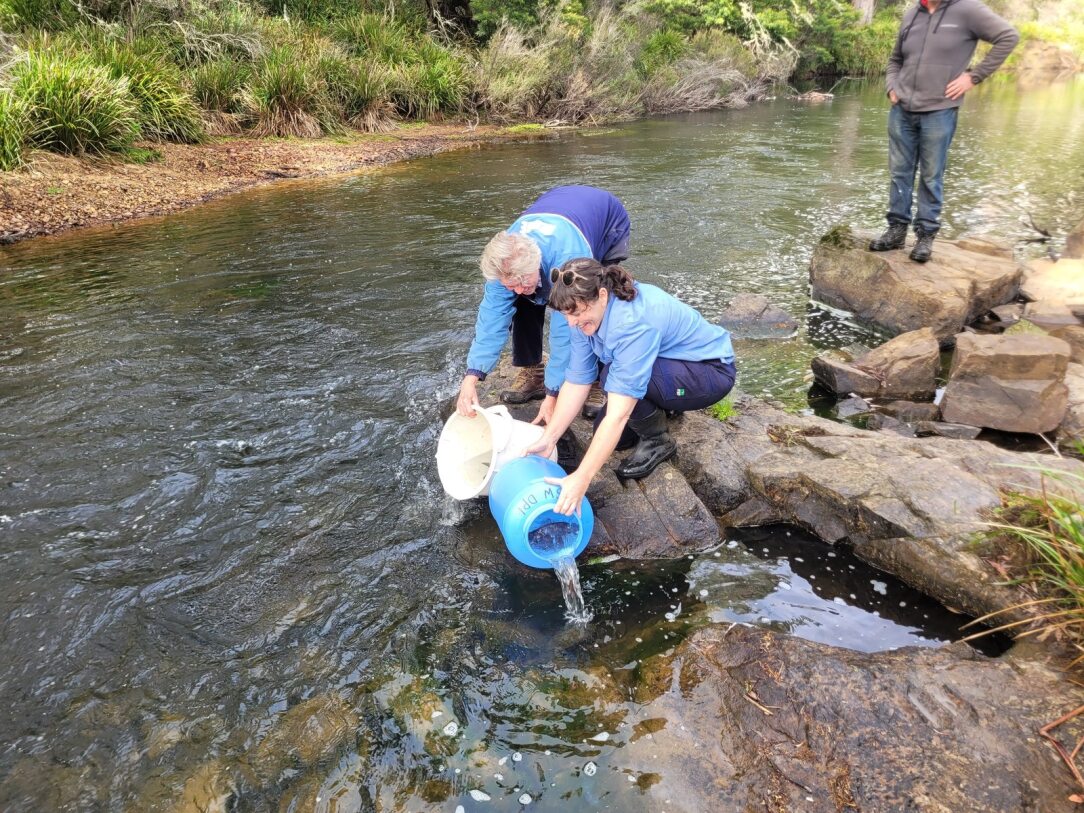 Macqurie perch stocked in Mongarlowe River - Fishing World Australia