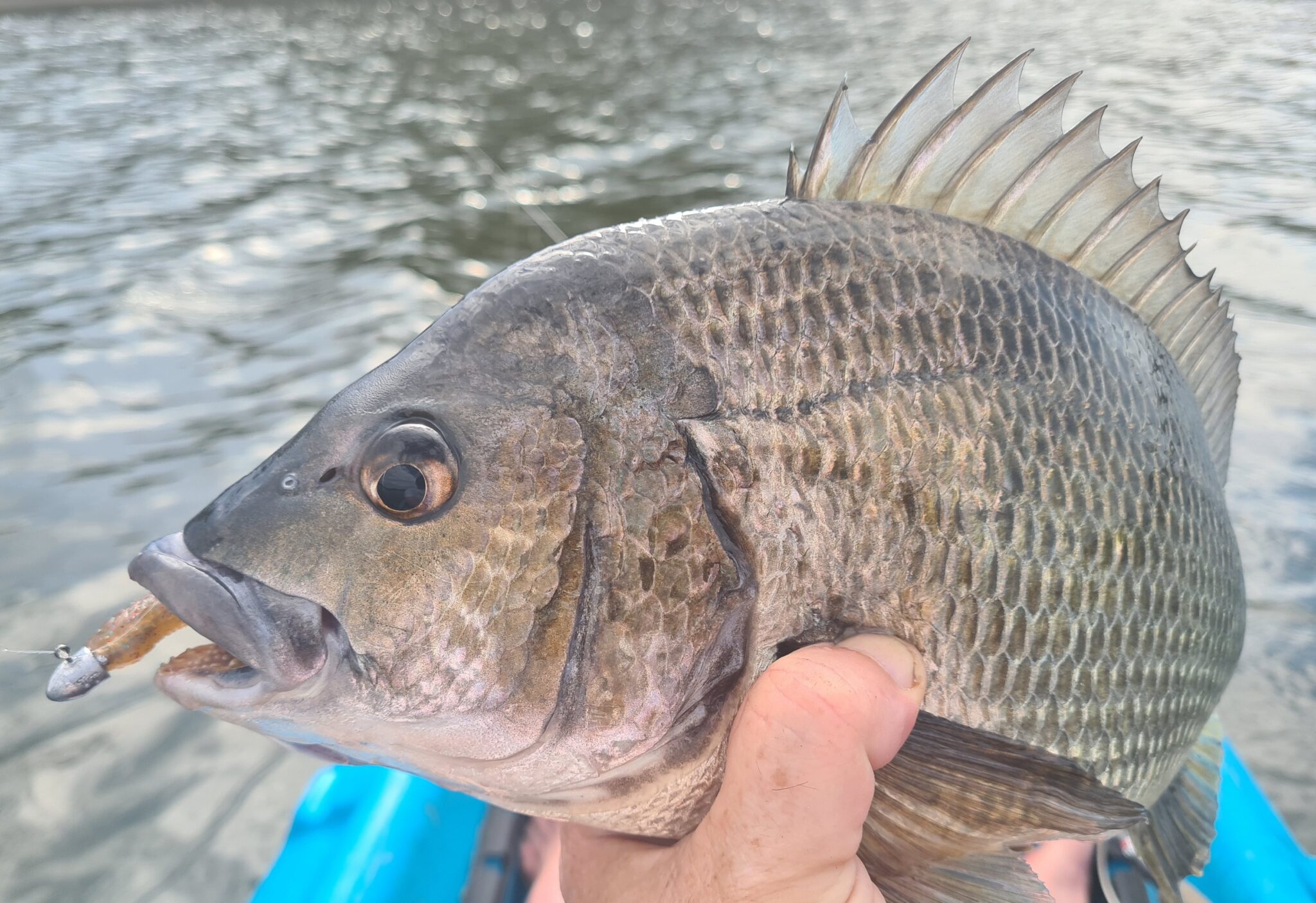 Estuary "edge fishing" techniques - Fishing World Australia