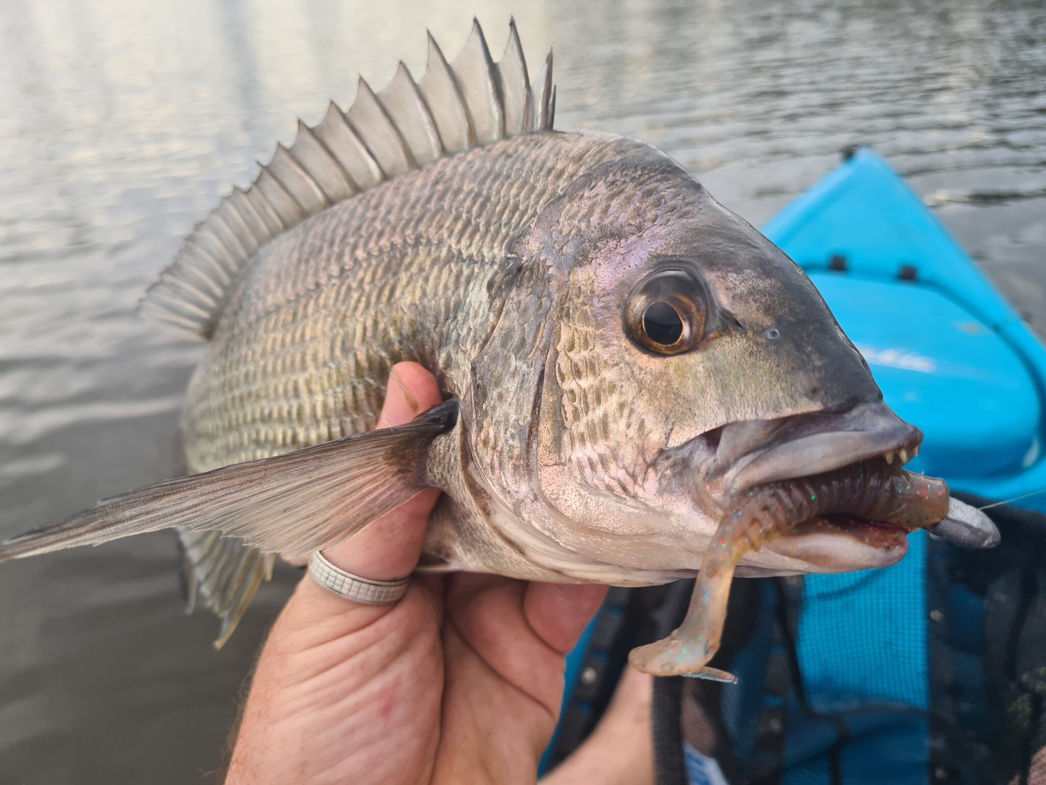 Estuary "edge fishing" techniques - Fishing World Australia