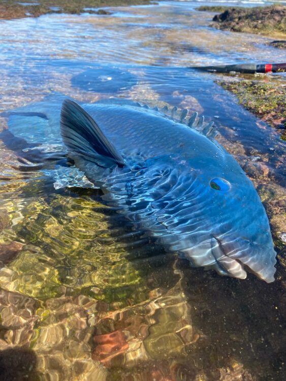Blue groper ban petition - Fishing World Australia