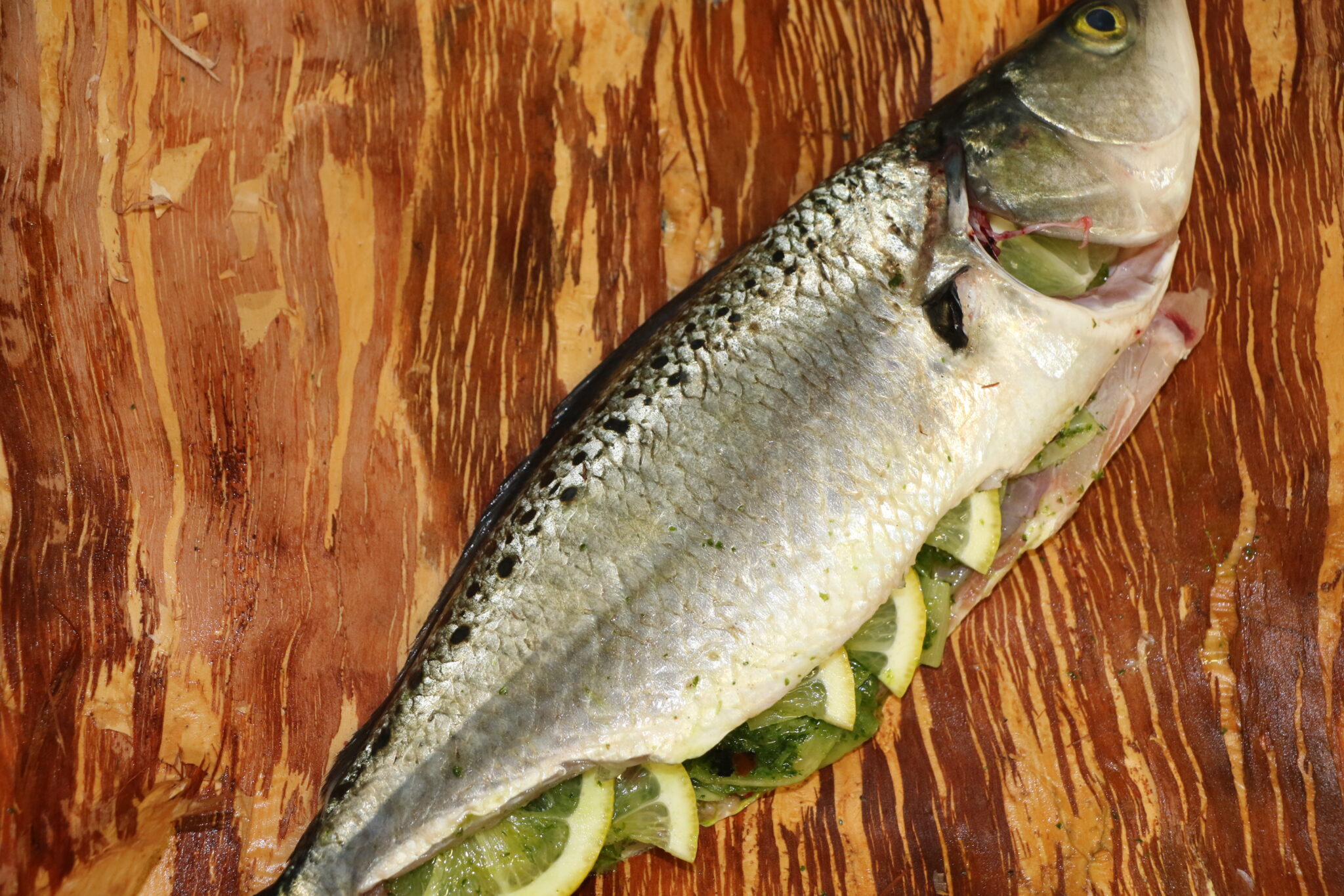 Doyles Aussie salmon - Fishing World Australia