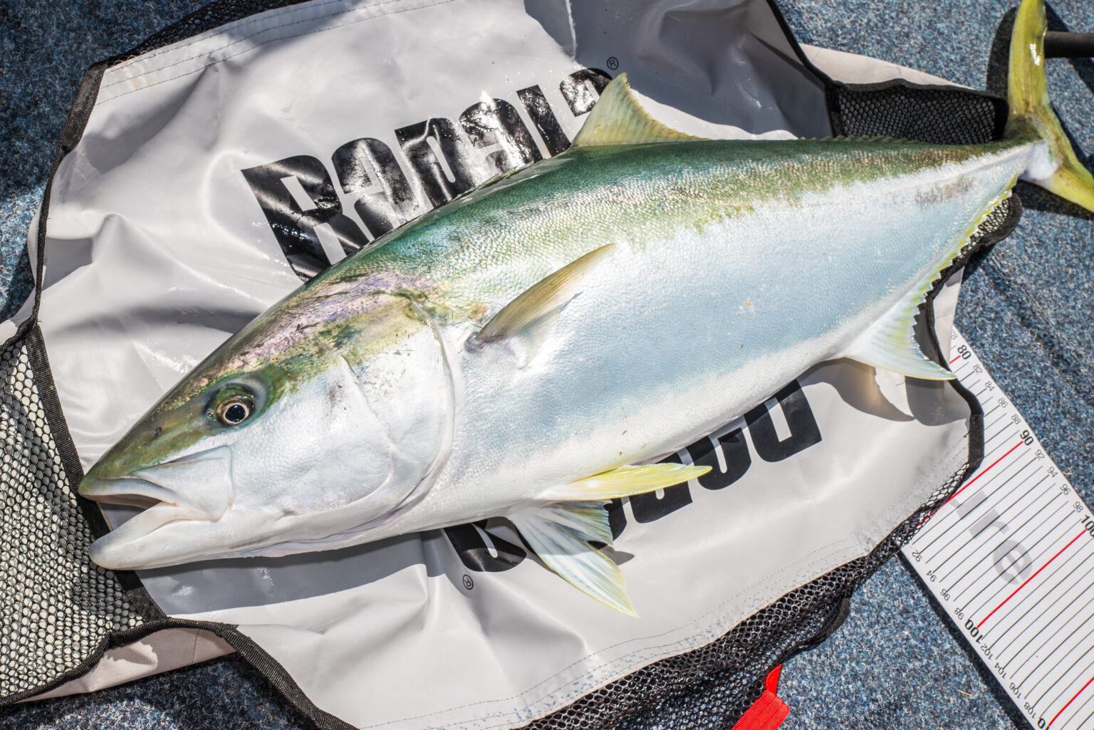 Kingfish fever - Fishing World Australia