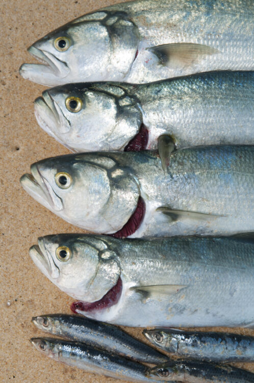 Surf fishing rigs - Fishing World Australia