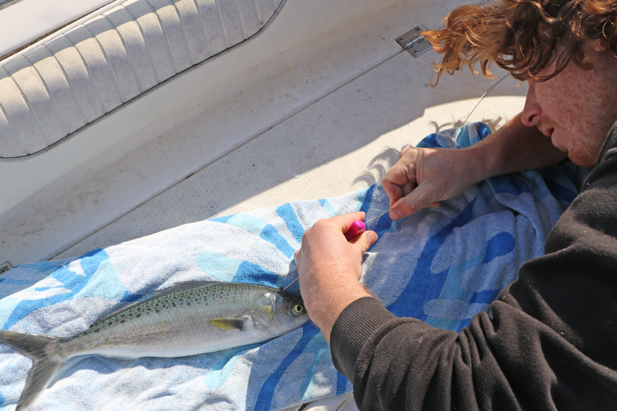 Doyles Aussie salmon - Fishing World Australia
