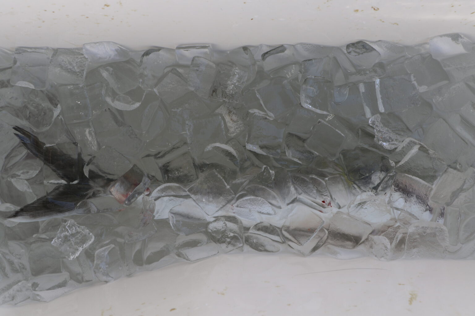 Doyles Aussie salmon - Fishing World Australia