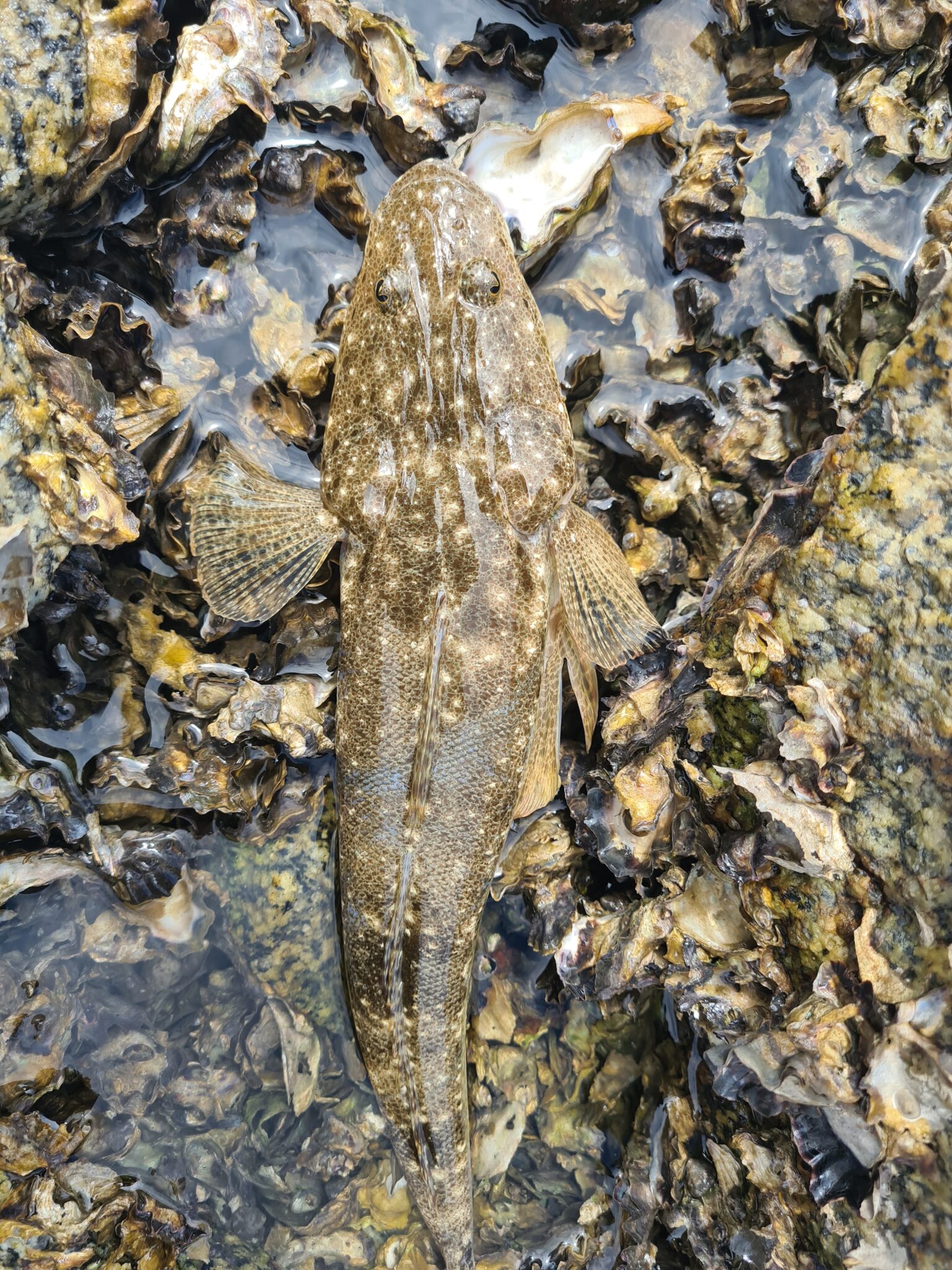 Rock wall flathead - Fishing World Australia
