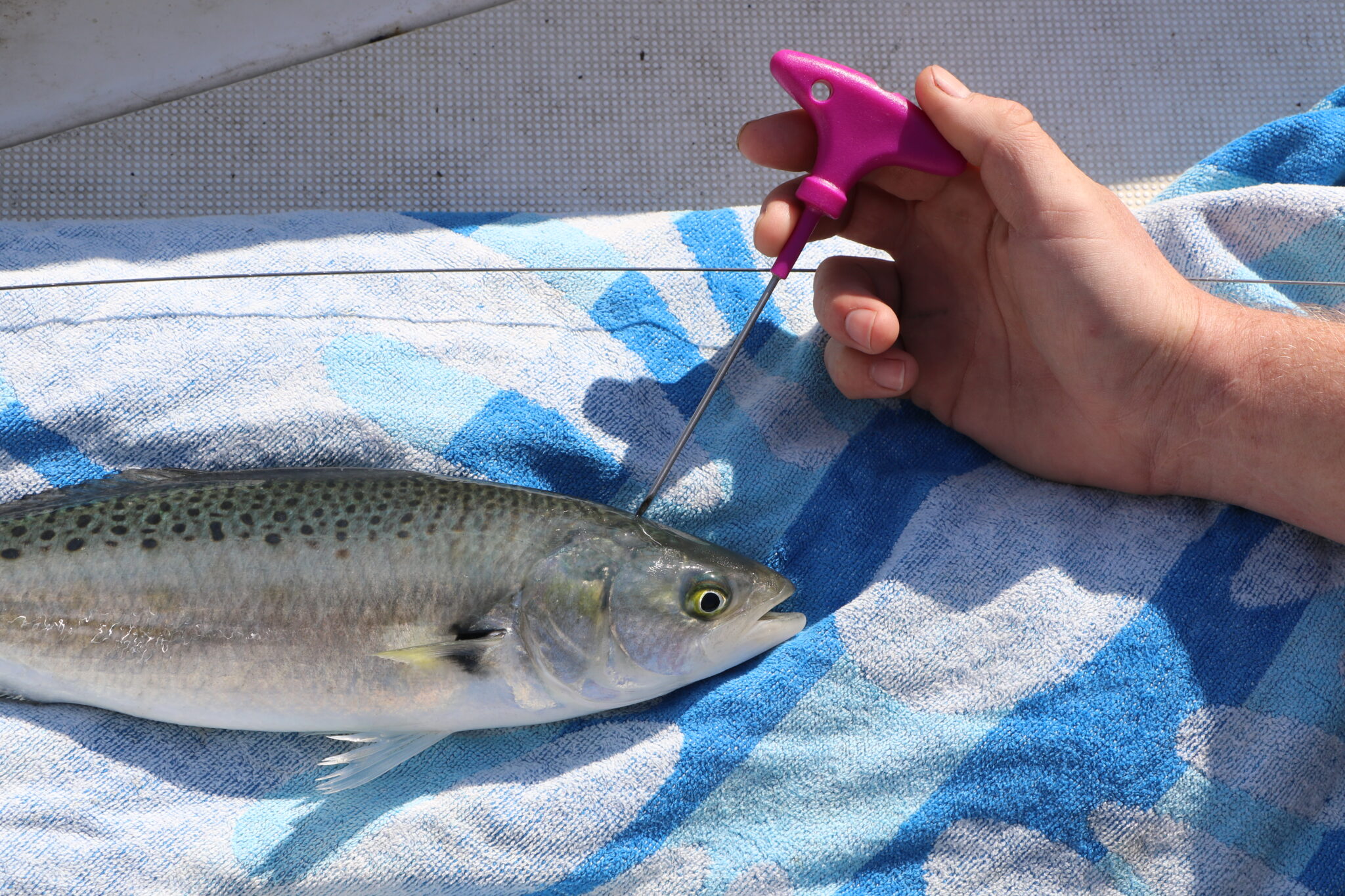 Doyles Aussie salmon - Fishing World Australia