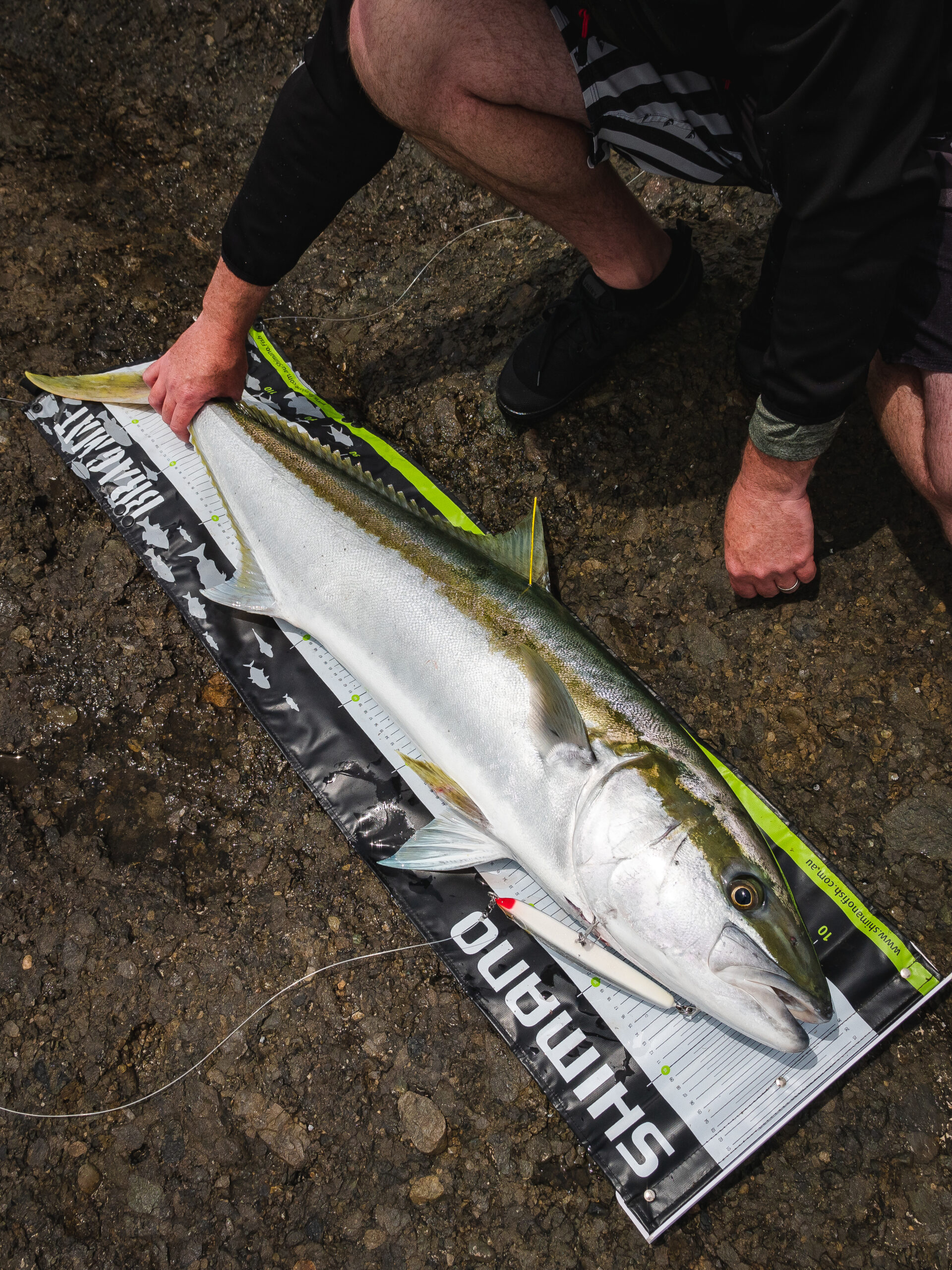 Pelagics from the rocks - Fishing World Australia
