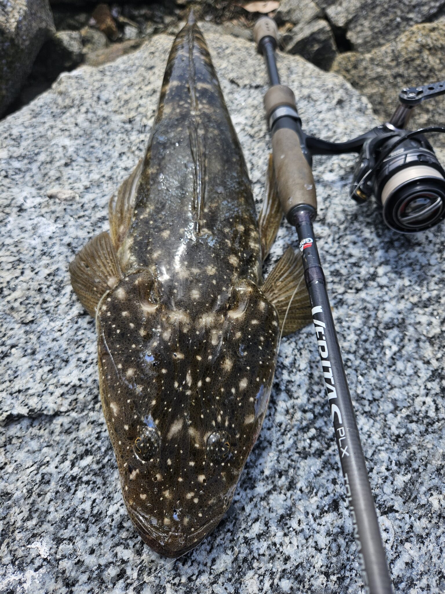 Rock wall flathead - Fishing World Australia