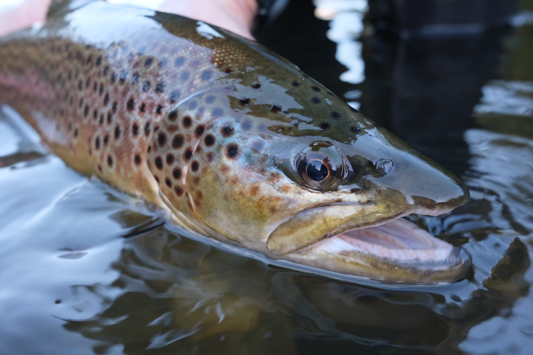 Trout fishing basics - Fishing World Australia