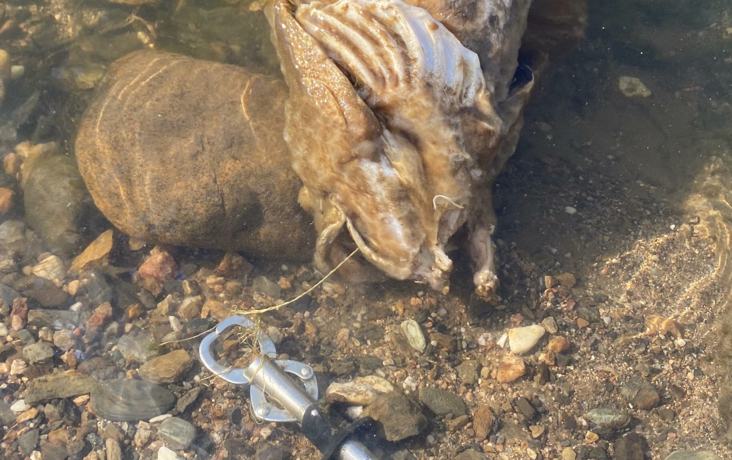 Dead Murray cod found with lip grippers - Fishing World Australia