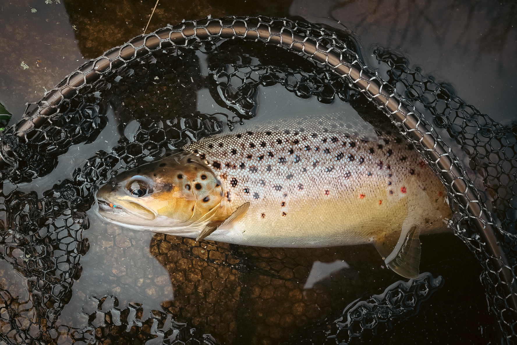 Trout fishing basics - Fishing World Australia