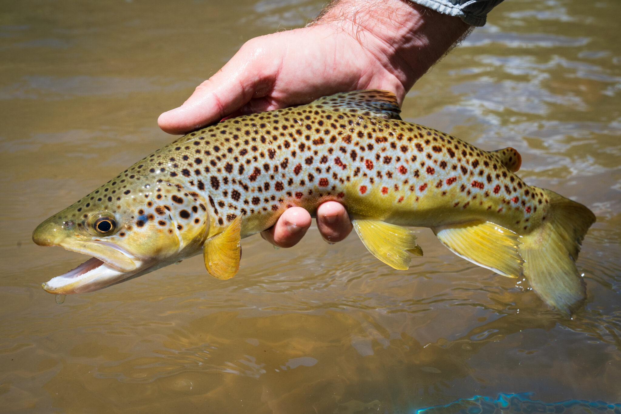 Blue Mountains trout - Fishing World Australia