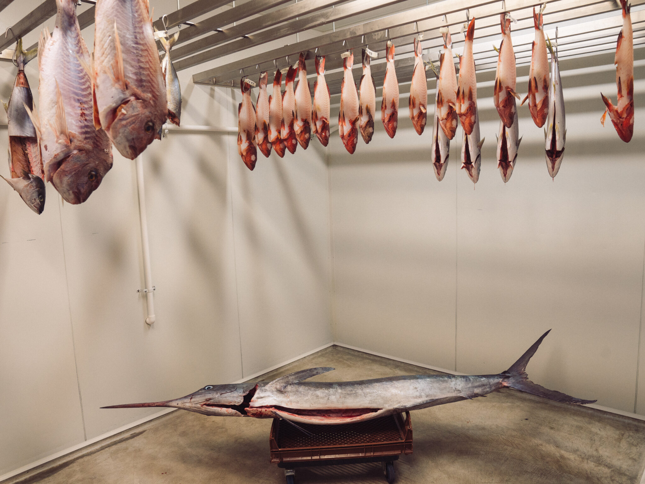 The Fish Butchery - Fishing World Australia