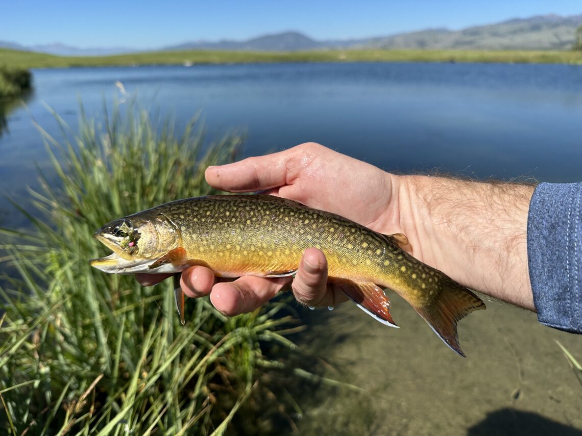 Trout fishing basics - Fishing World Australia