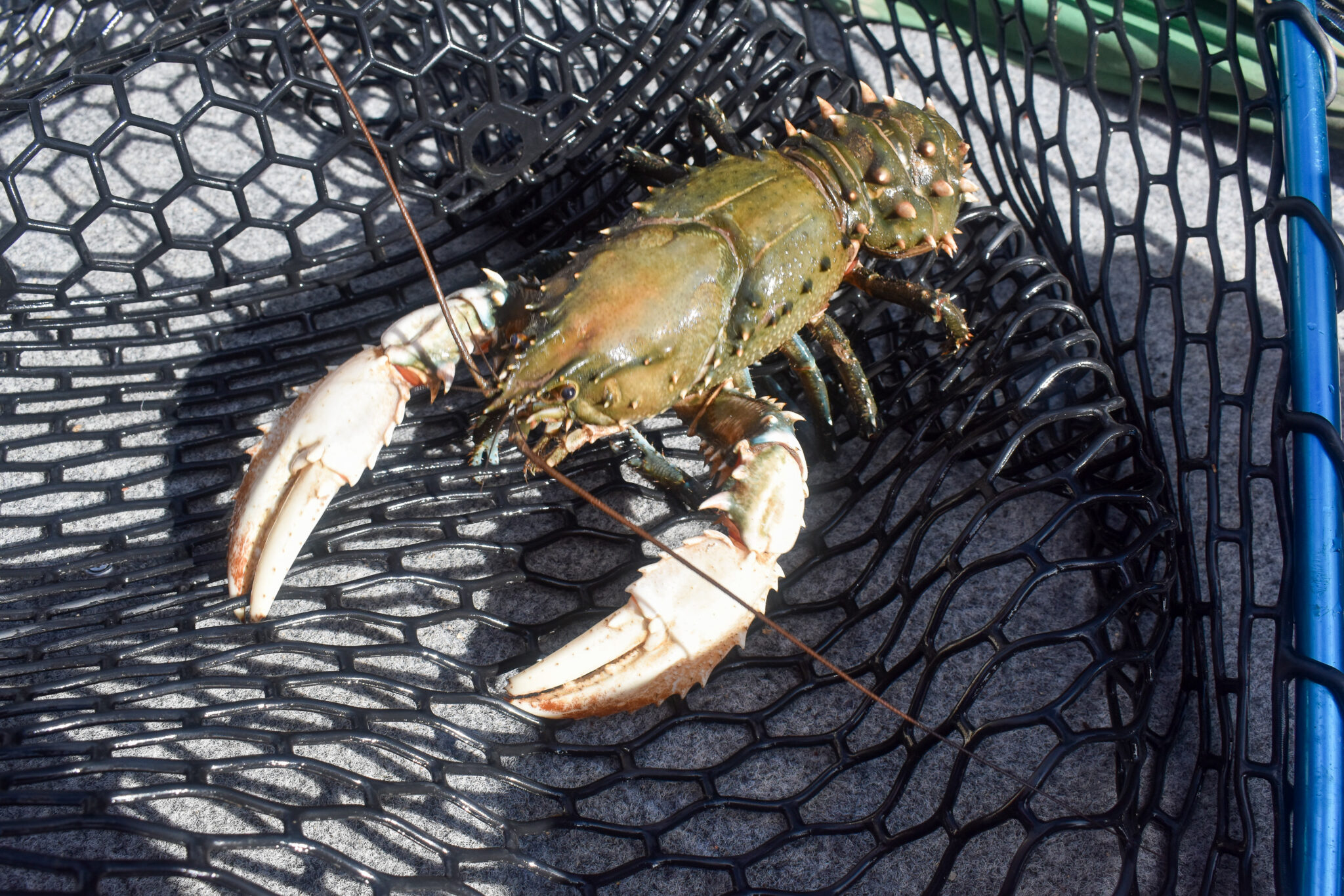 Murray spiny crayfish season opens - Fishing World Australia