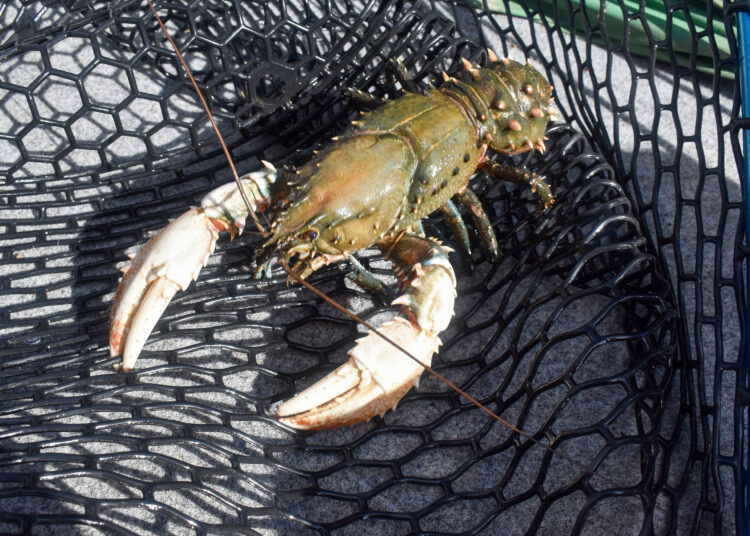 Do you find it hard to tell trout cod and Murray cod apart? - Fishing ...