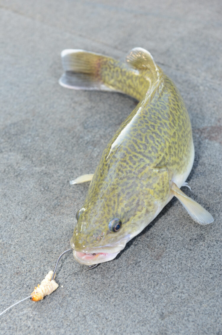 Choosing the right hook - Fishing World Australia