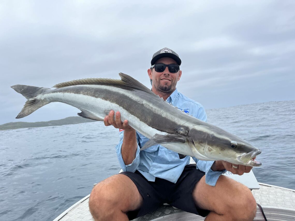 Tagged cobia sets record distance - Fishing World Australia