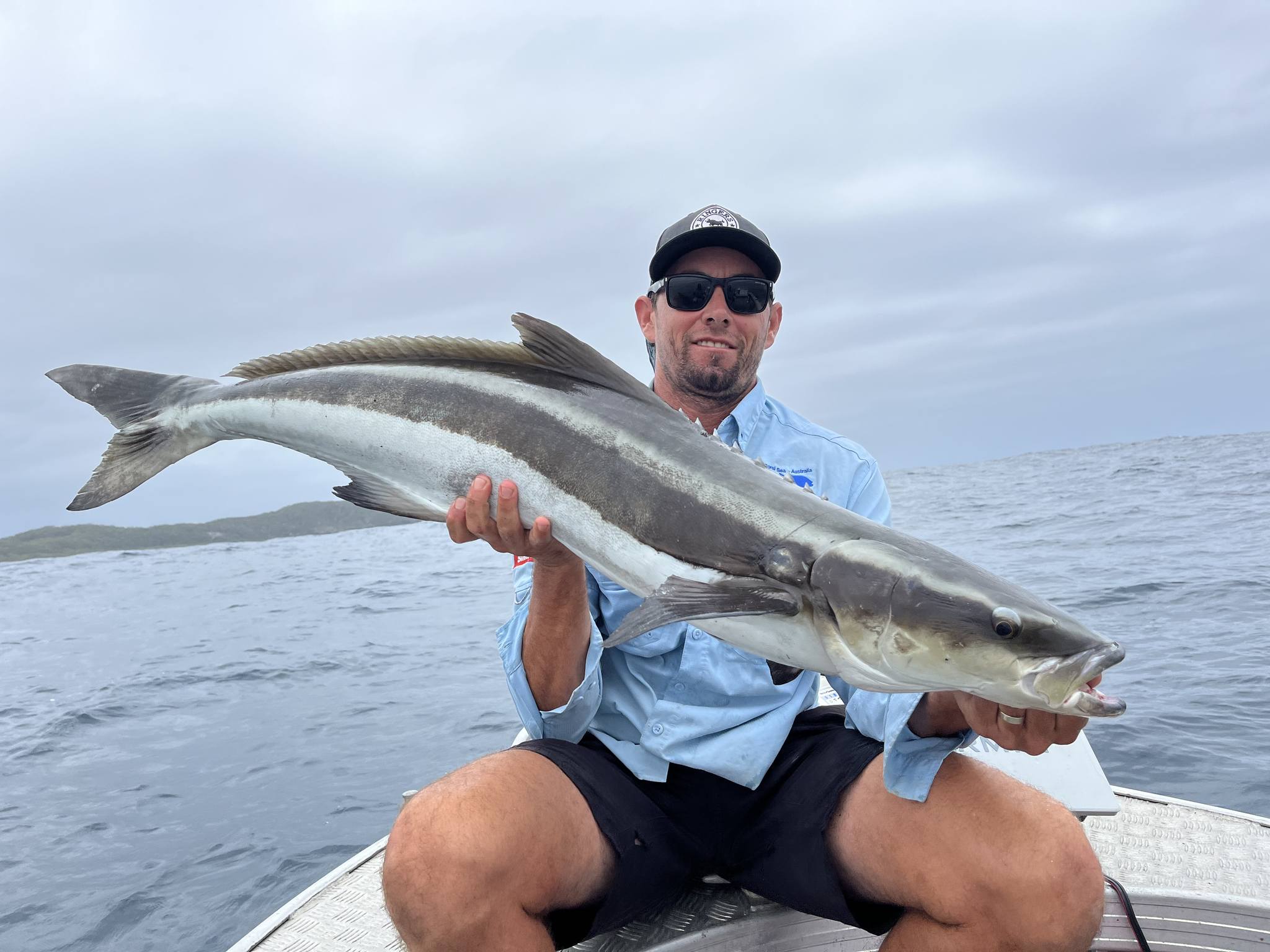 Tagged cobia sets record distance - Fishing World Australia