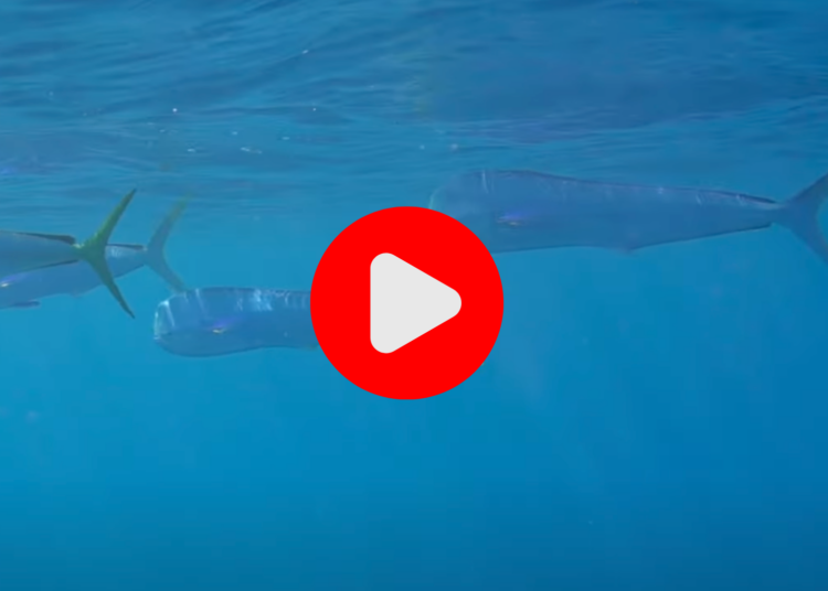 Videos archives - Fishing World Australia