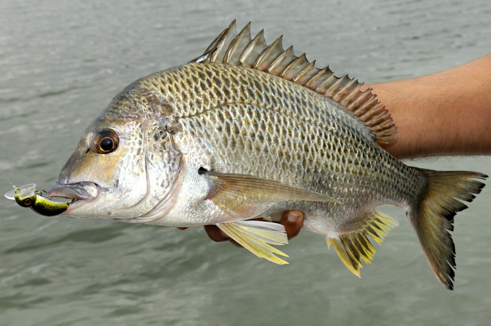 Bream Rigs - Fishing World Australia