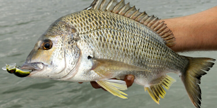 How to - Fishing World Australia