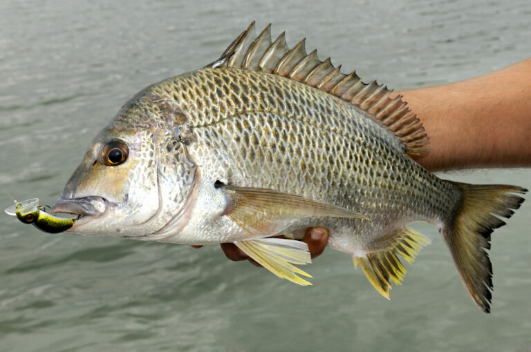 Bream Rigs - Fishing World Australia