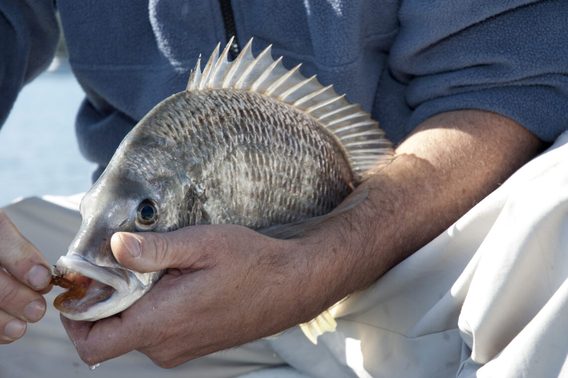Bream Rigs - Fishing World Australia
