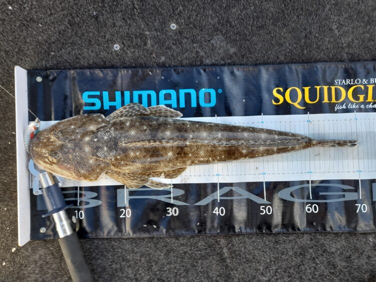 Flathead species of Australia - Fishing World Australia