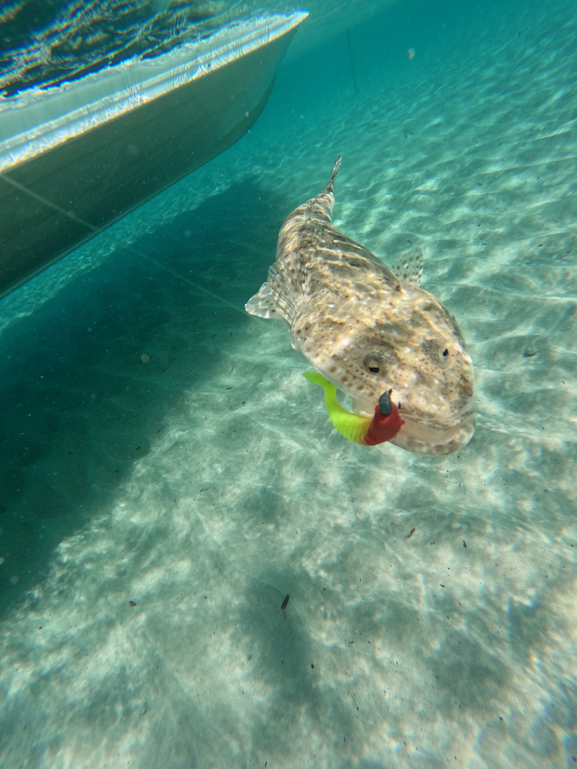 Flathead species of Australia - Fishing World Australia
