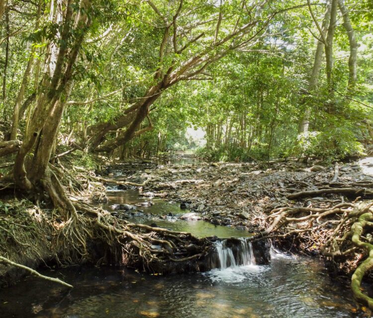 North Queensland jungle perch - Fishing World Australia