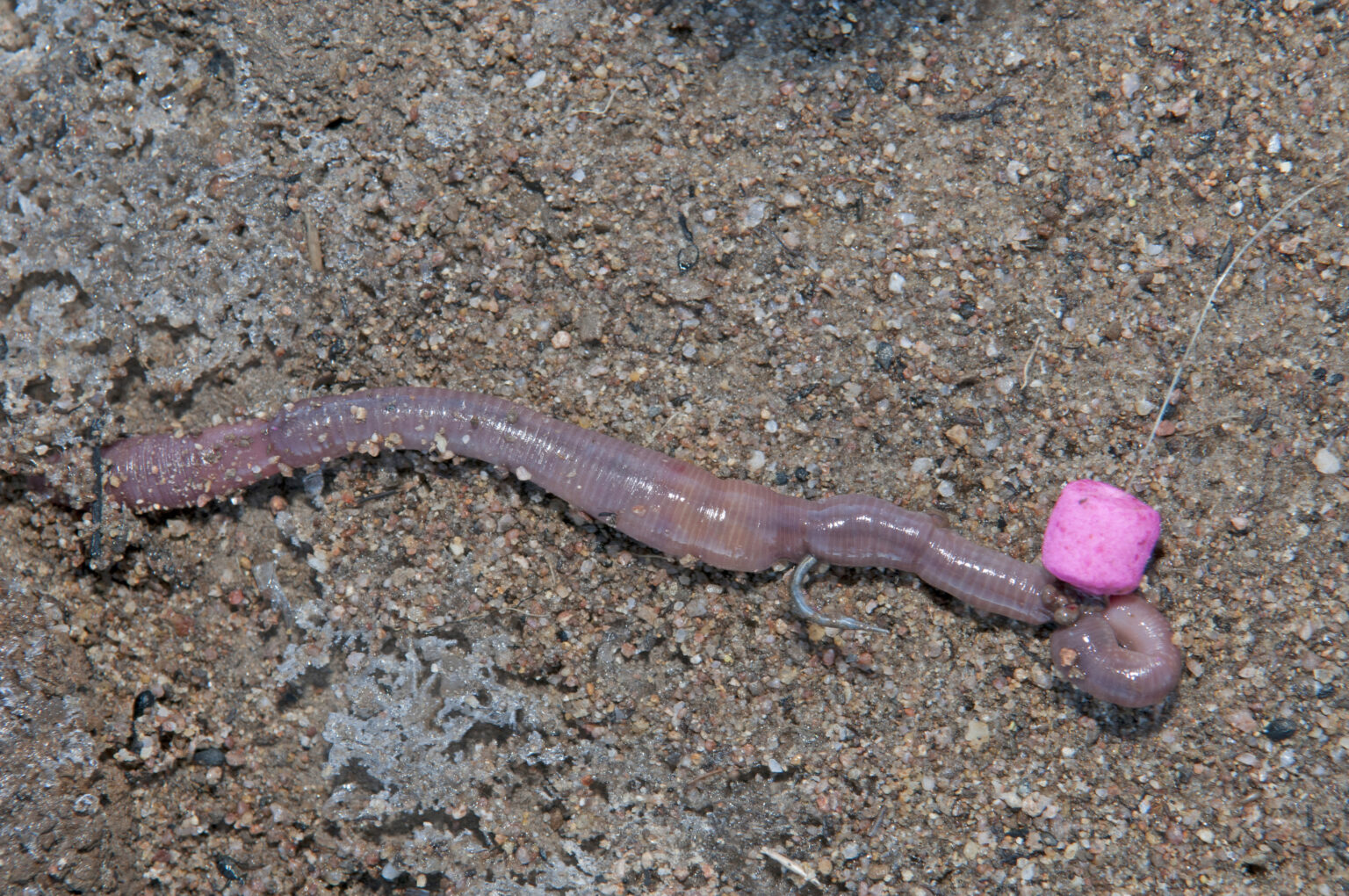 Modifying your baits, lures, and rigs - Fishing World Australia