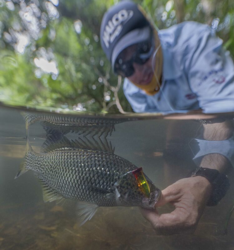 North Queensland jungle perch - Fishing World Australia
