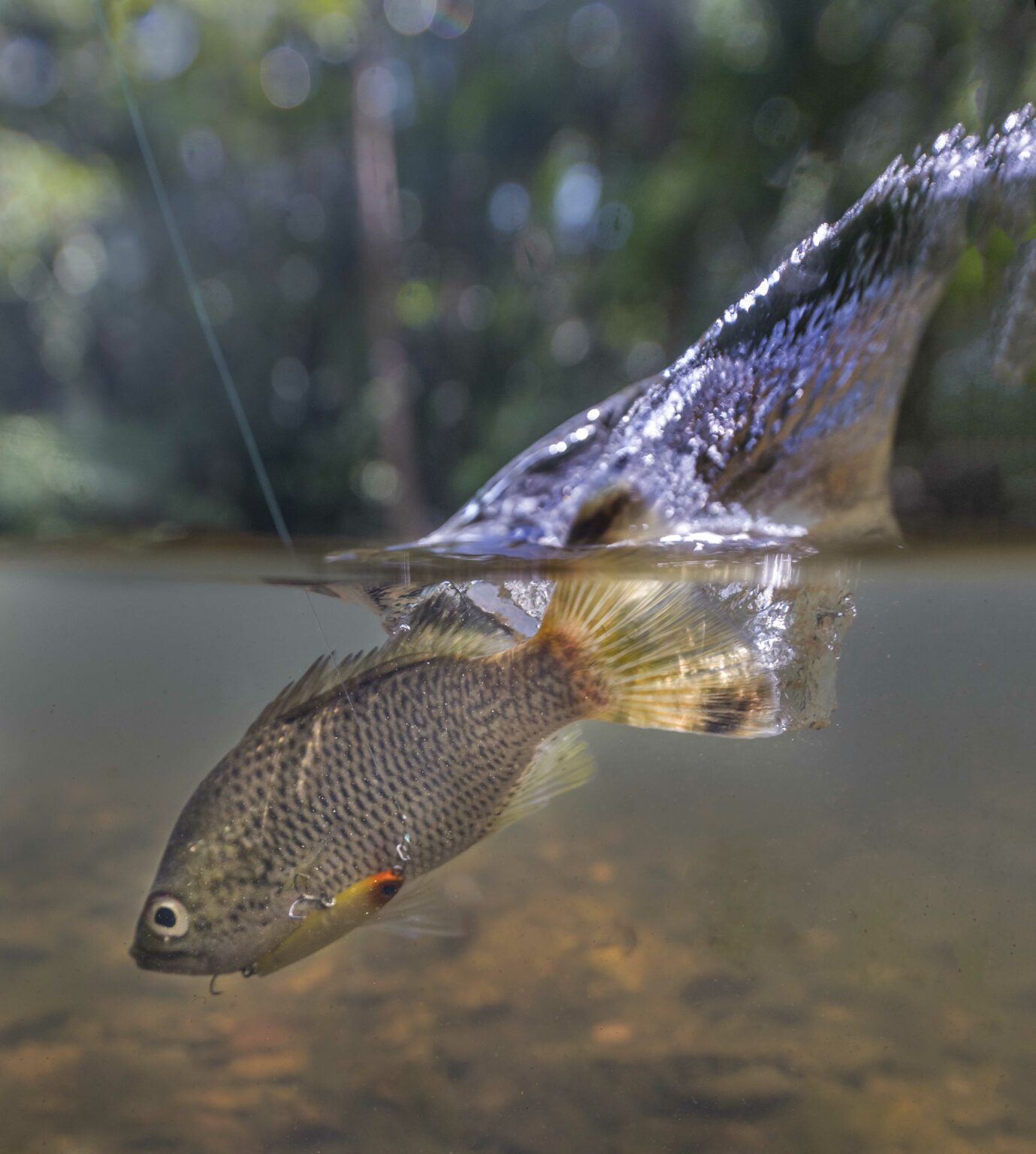 North Queensland jungle perch - Fishing World Australia