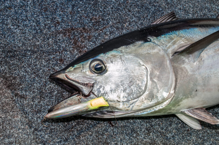 Species Guide: Southern bluefin tuna - Fishing World Australia