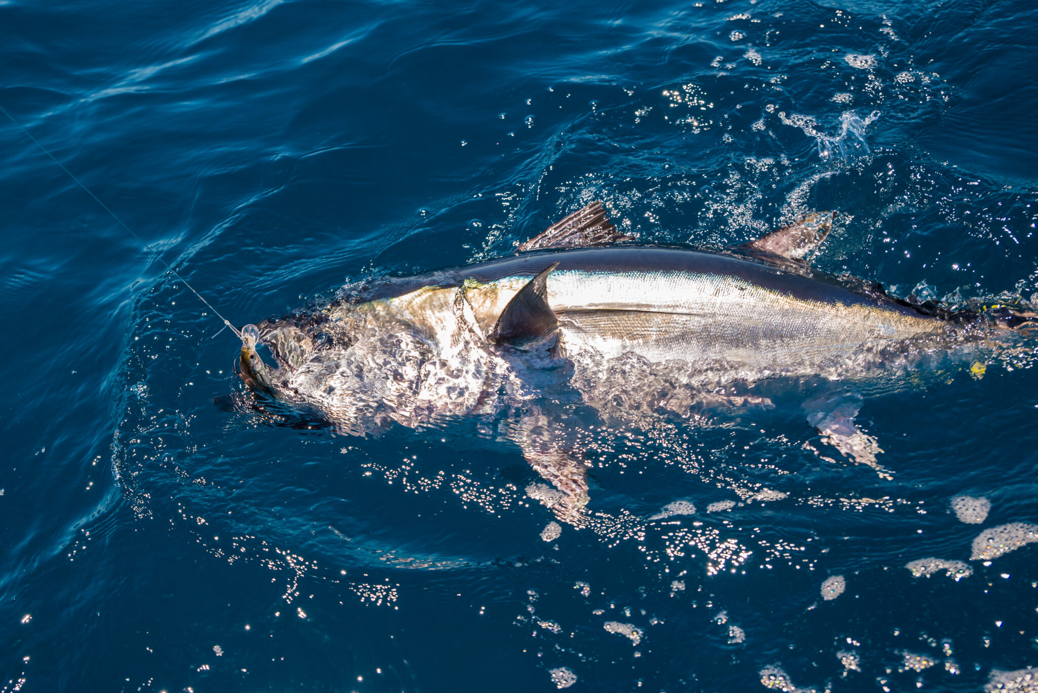 Species Guide: Southern bluefin tuna - Fishing World Australia