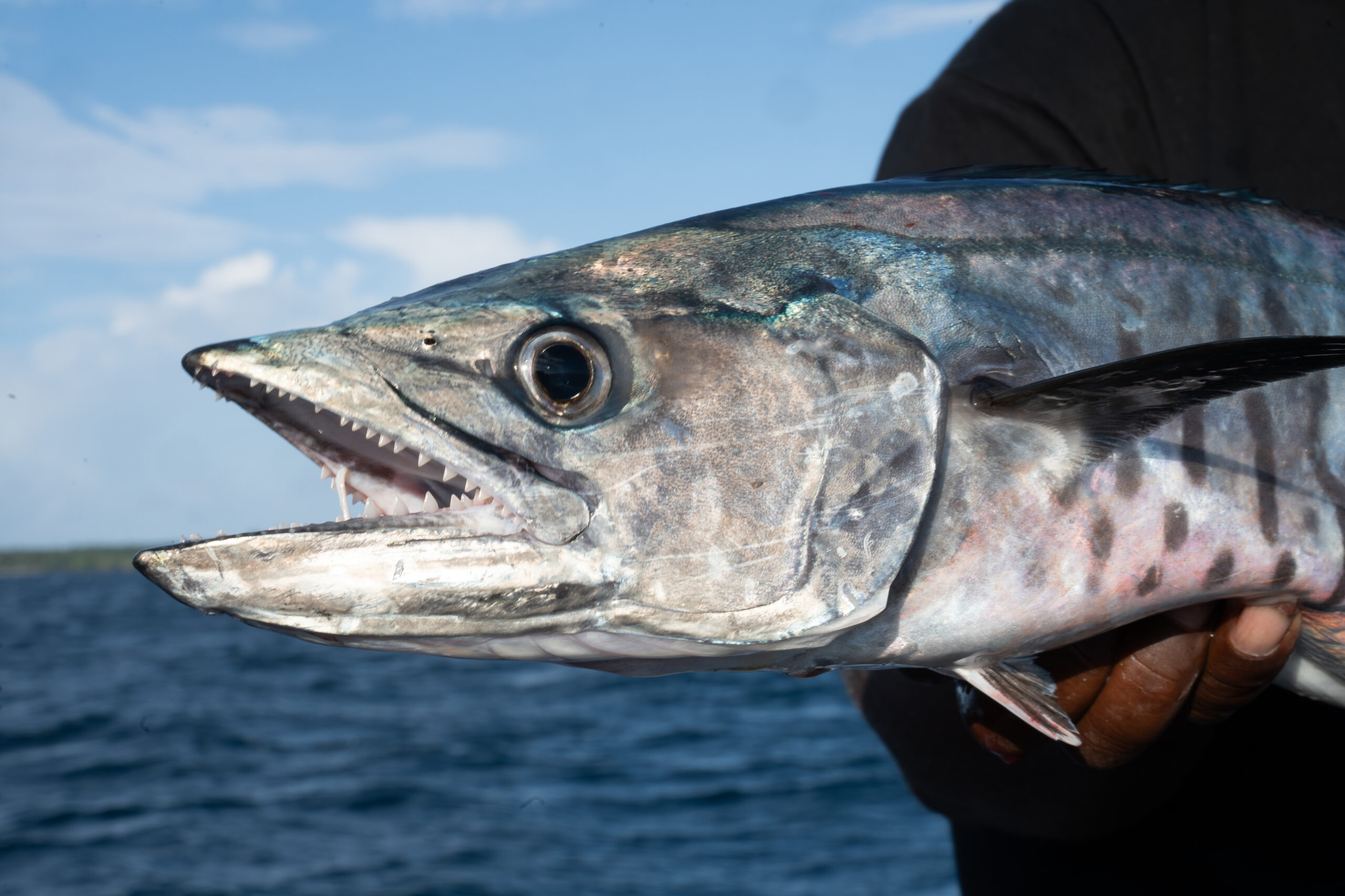 Are leaders essential? - Fishing World Australia