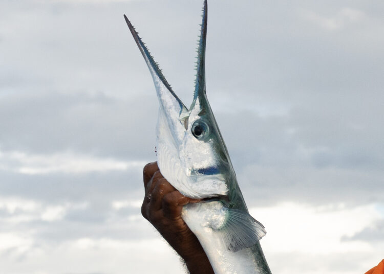 Record bream at South Coast comp - Fishing World Australia