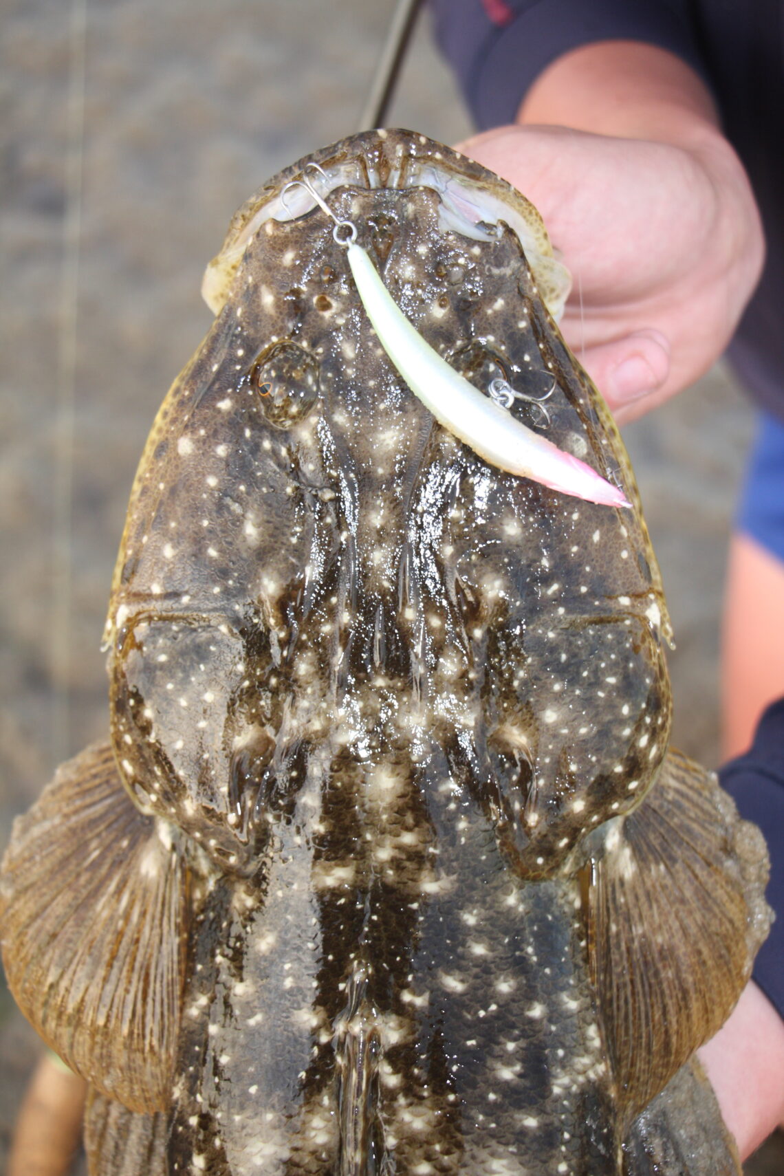 Victorian dusky flathead - Fishing World Australia