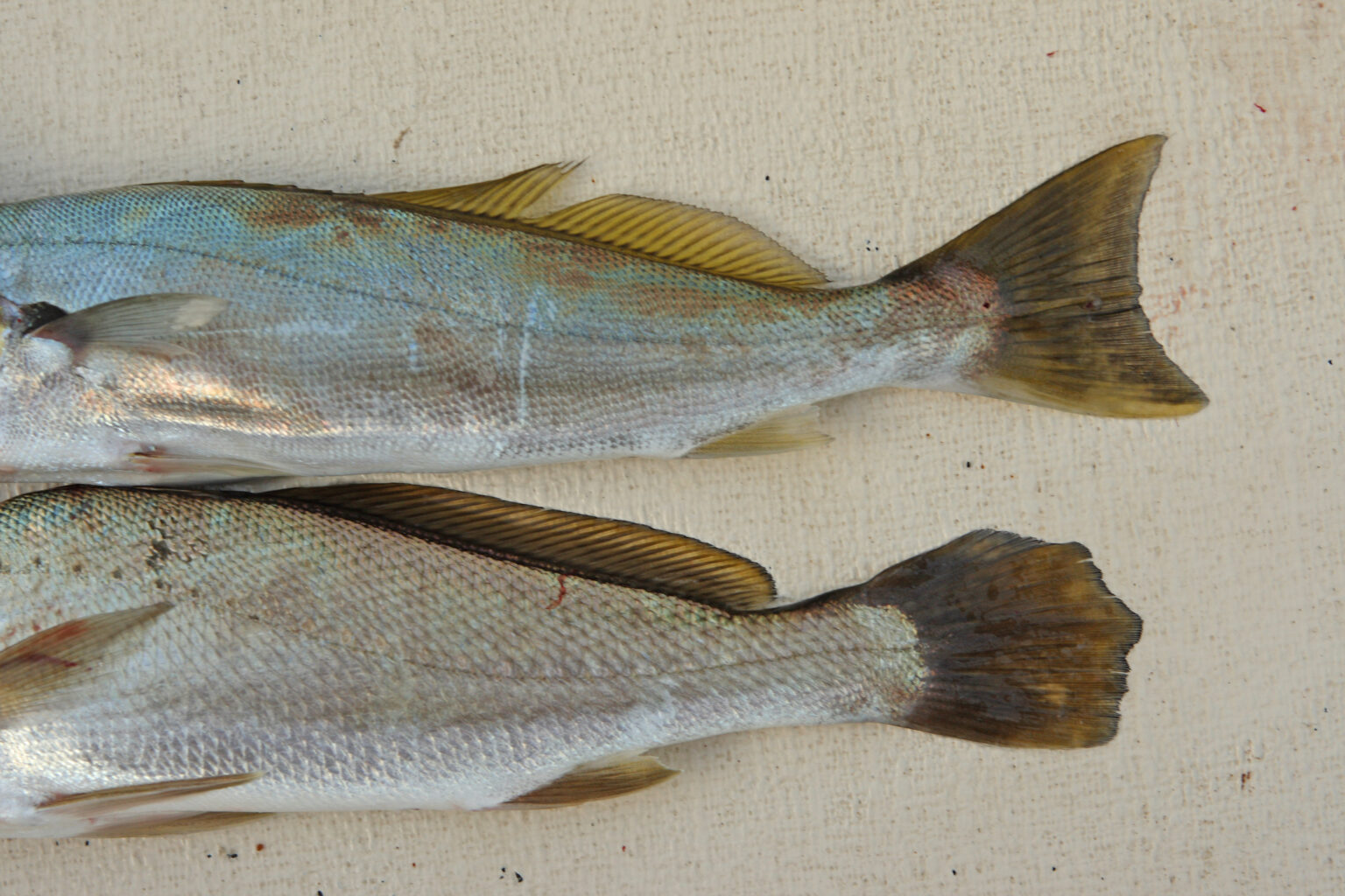 How to catch Teraglin - Fishing World Australia