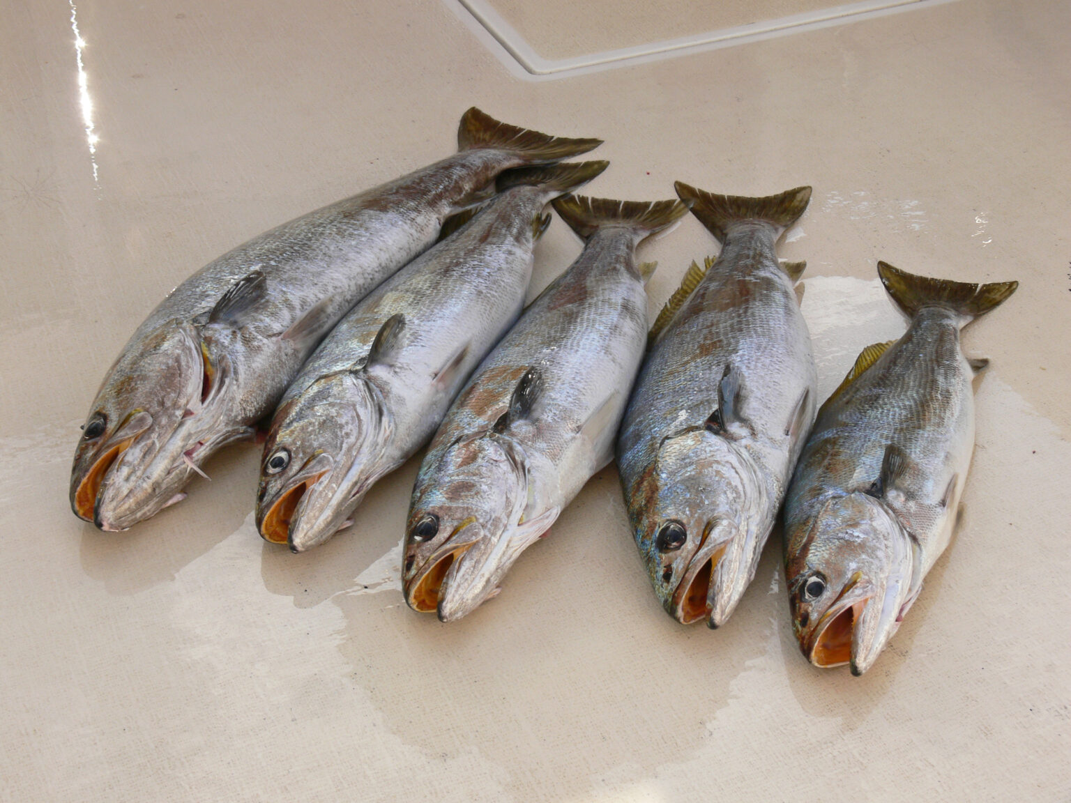 How to catch Teraglin - Fishing World Australia