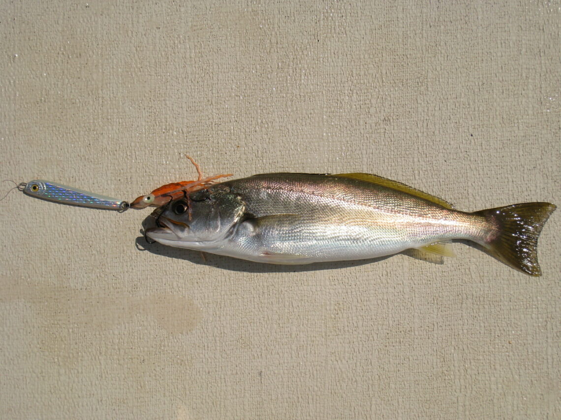 How to catch Teraglin - Fishing World Australia