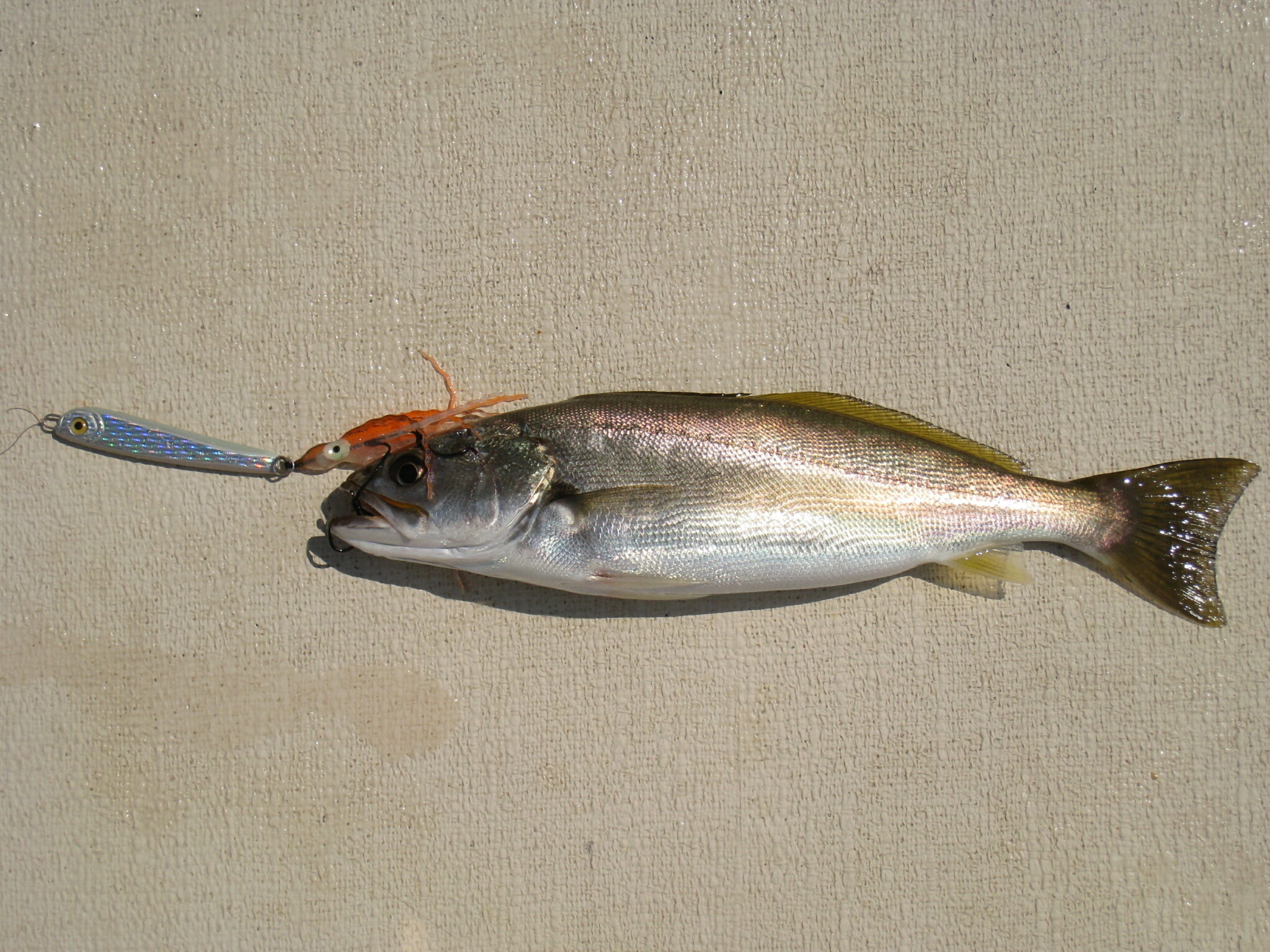 How to catch Teraglin - Fishing World Australia