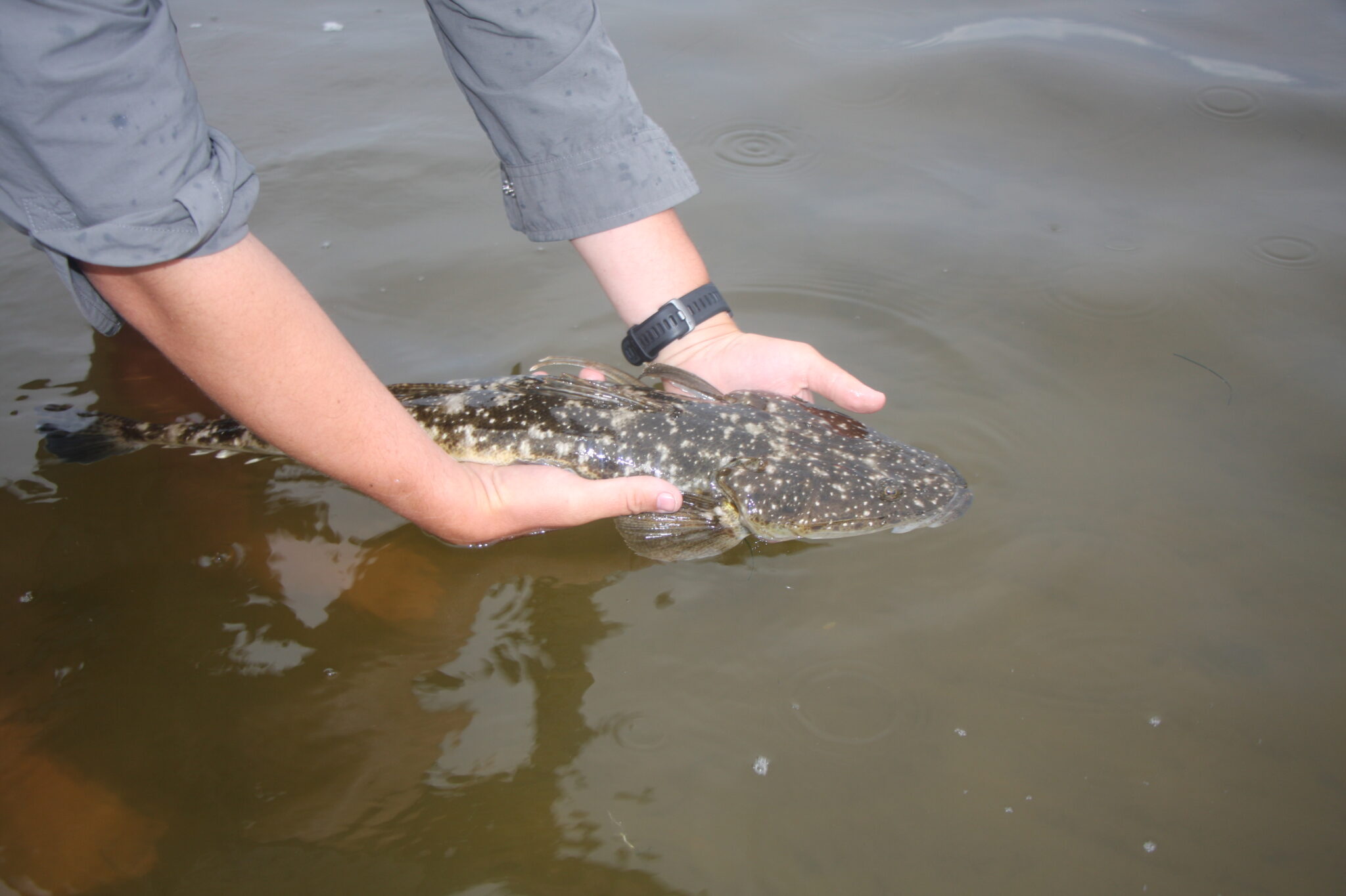 Victorian dusky flathead - Fishing World Australia