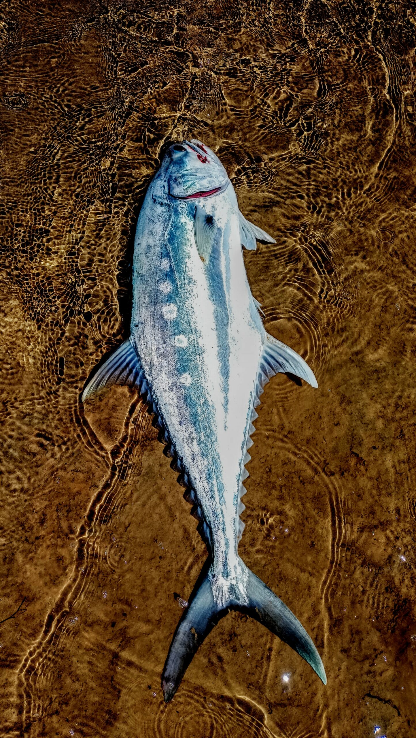 Fishing the Gulf of Carpentaria - Fishing World Australia