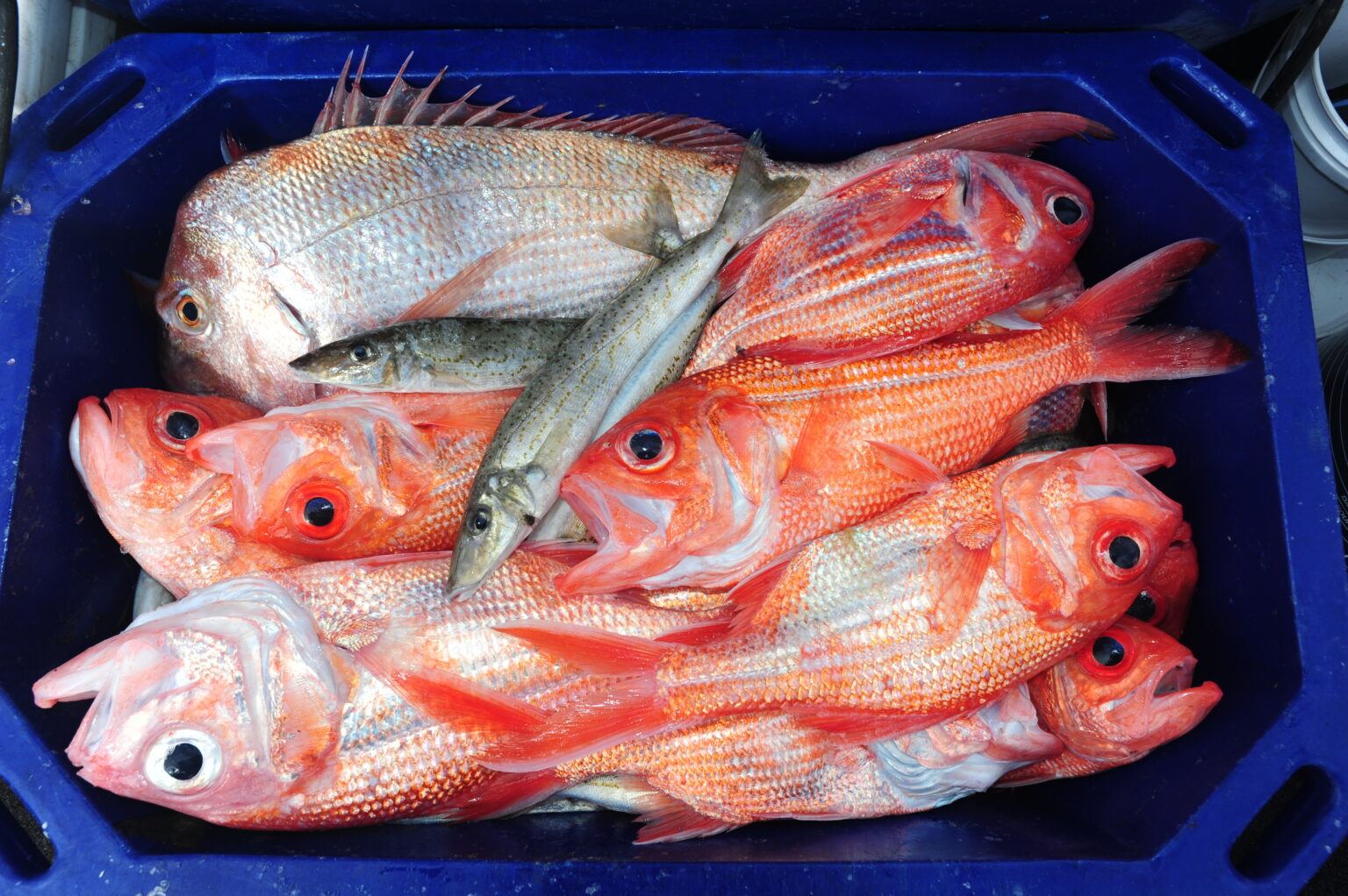 South Australian red snapper - Fishing World Australia