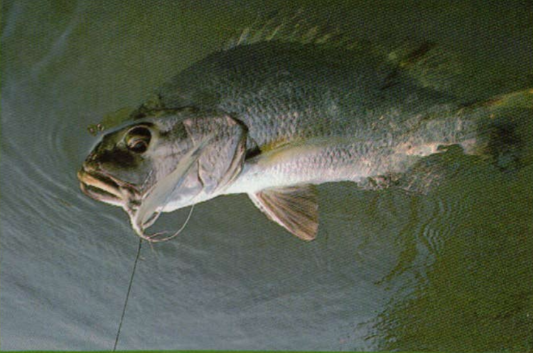 The Toughest Fish in the World - Fishing World Australia