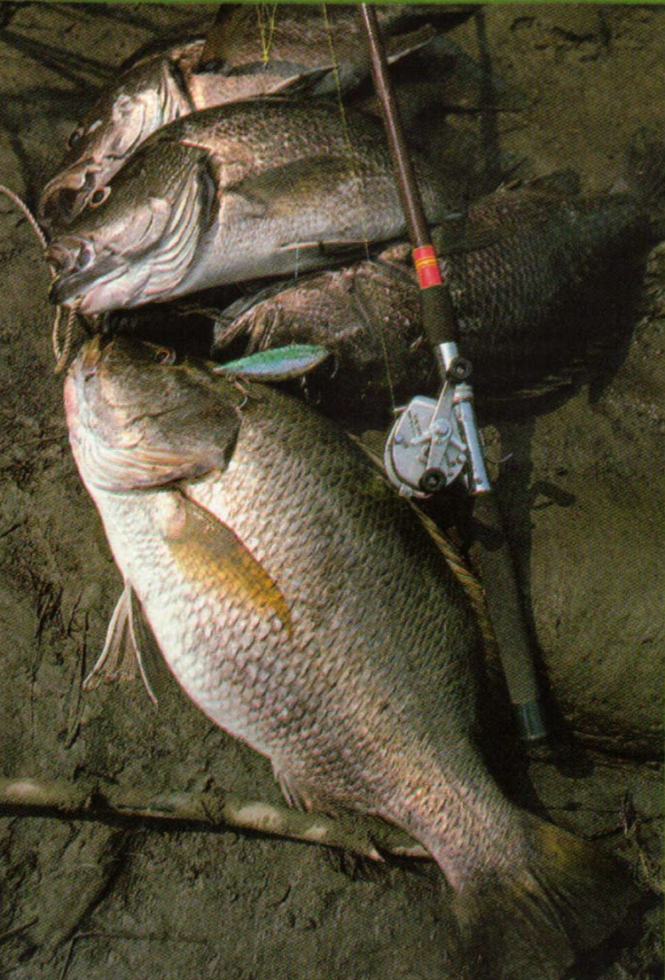 The Toughest Fish in the World - Fishing World Australia